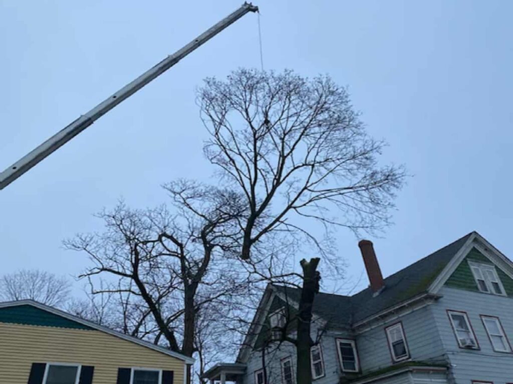 Professional Residential Tree Care & Removal